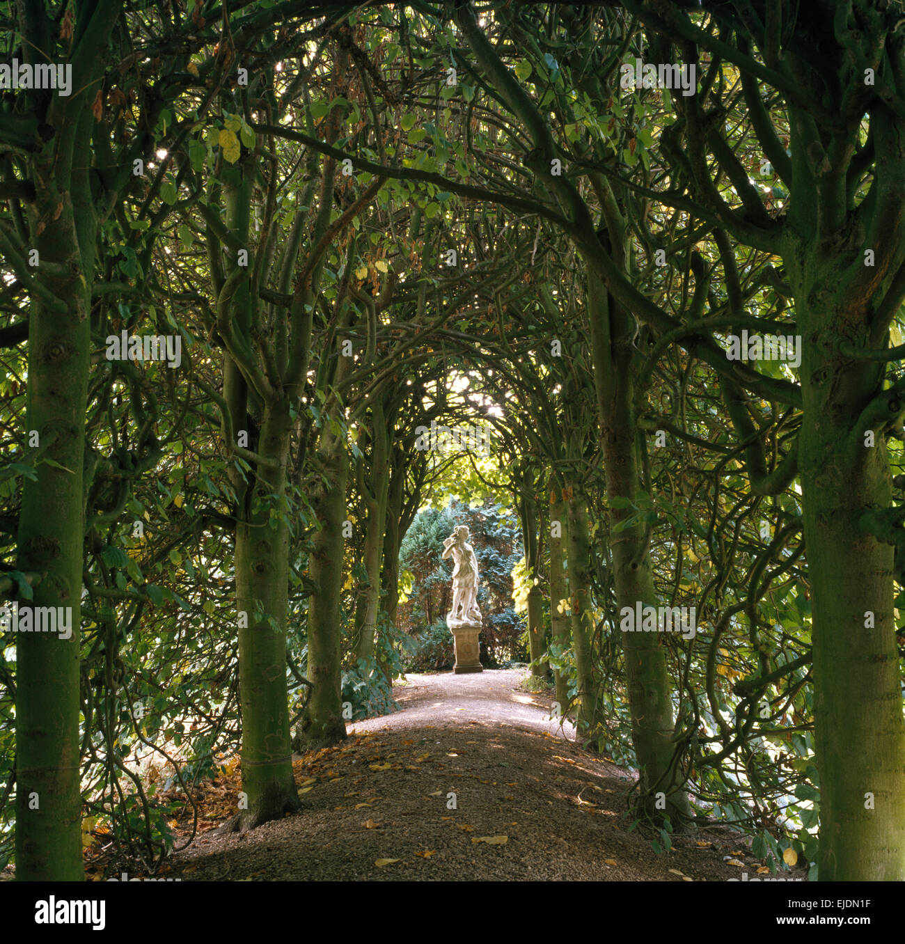 Avenue of arching trees with view of classical statue on stone plinth ...