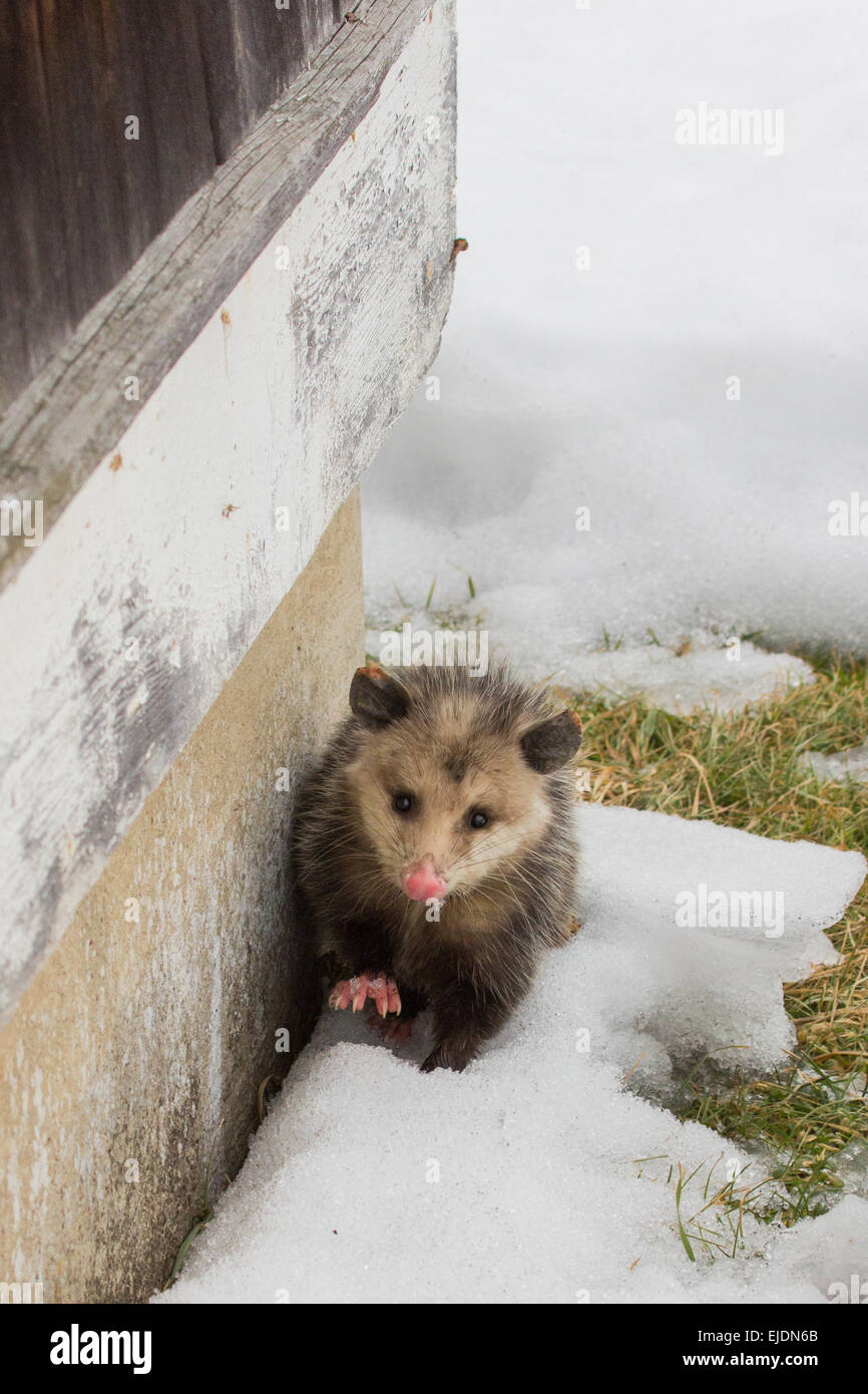Opossum pouch hi-res stock photography and images - Alamy