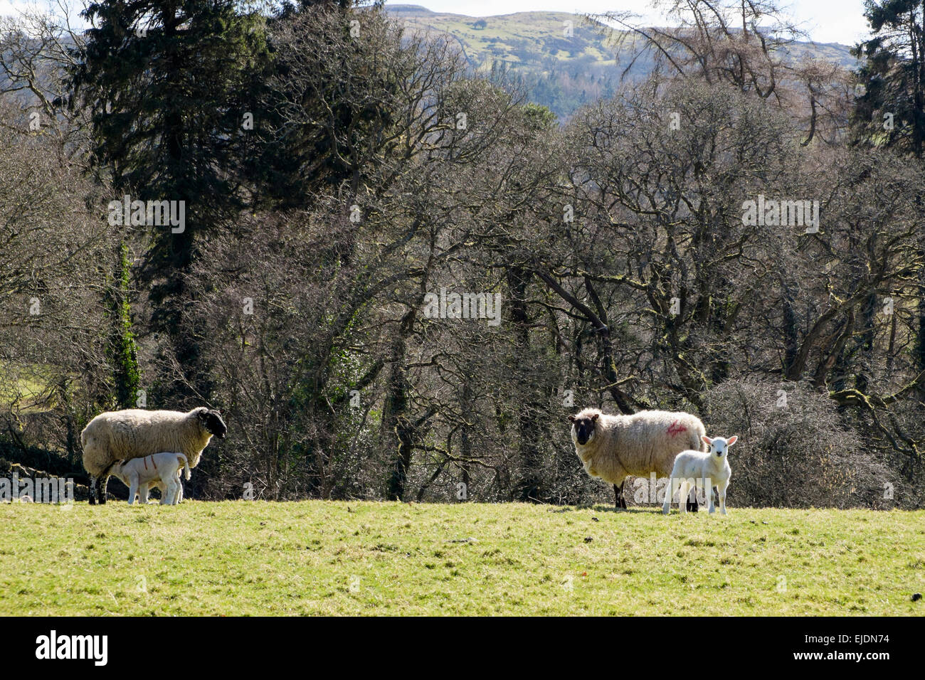 Welsh sheep farm hi-res stock photography and images - Alamy