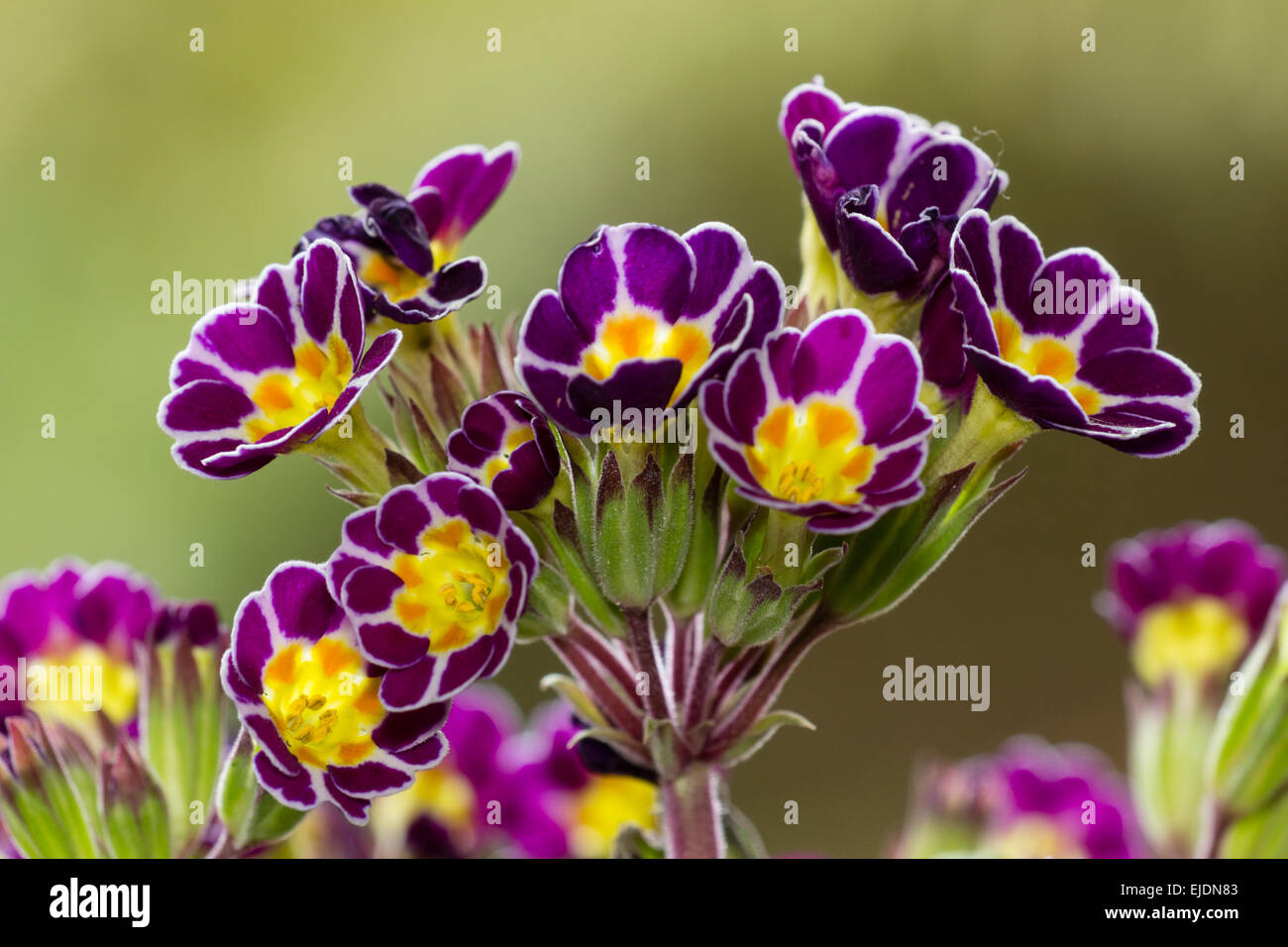 Silver laced flowers of the hybrid oxlip, Primula elatior 'Little Queen ...
