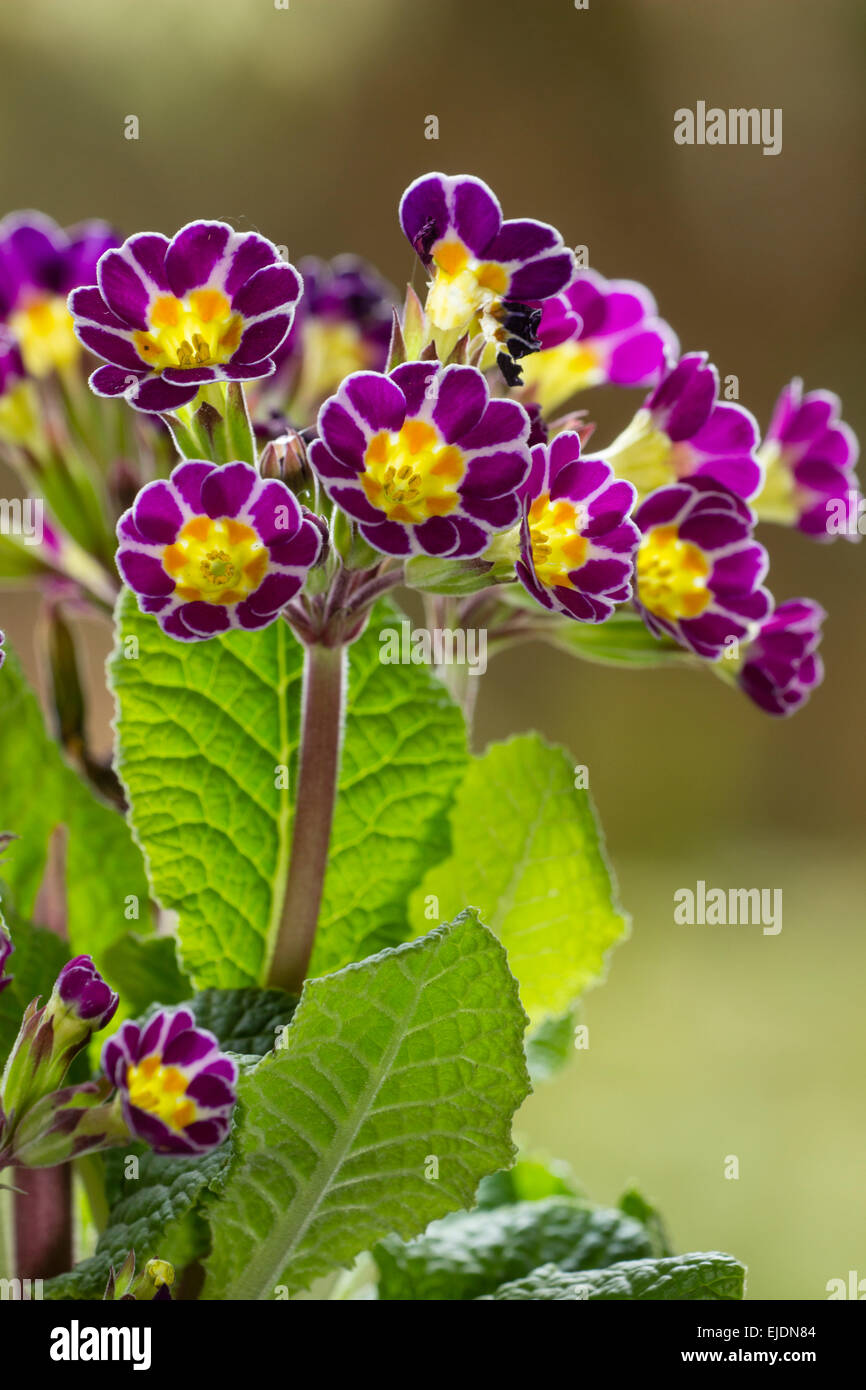 Silver queen plant hi-res stock photography and images - Alamy