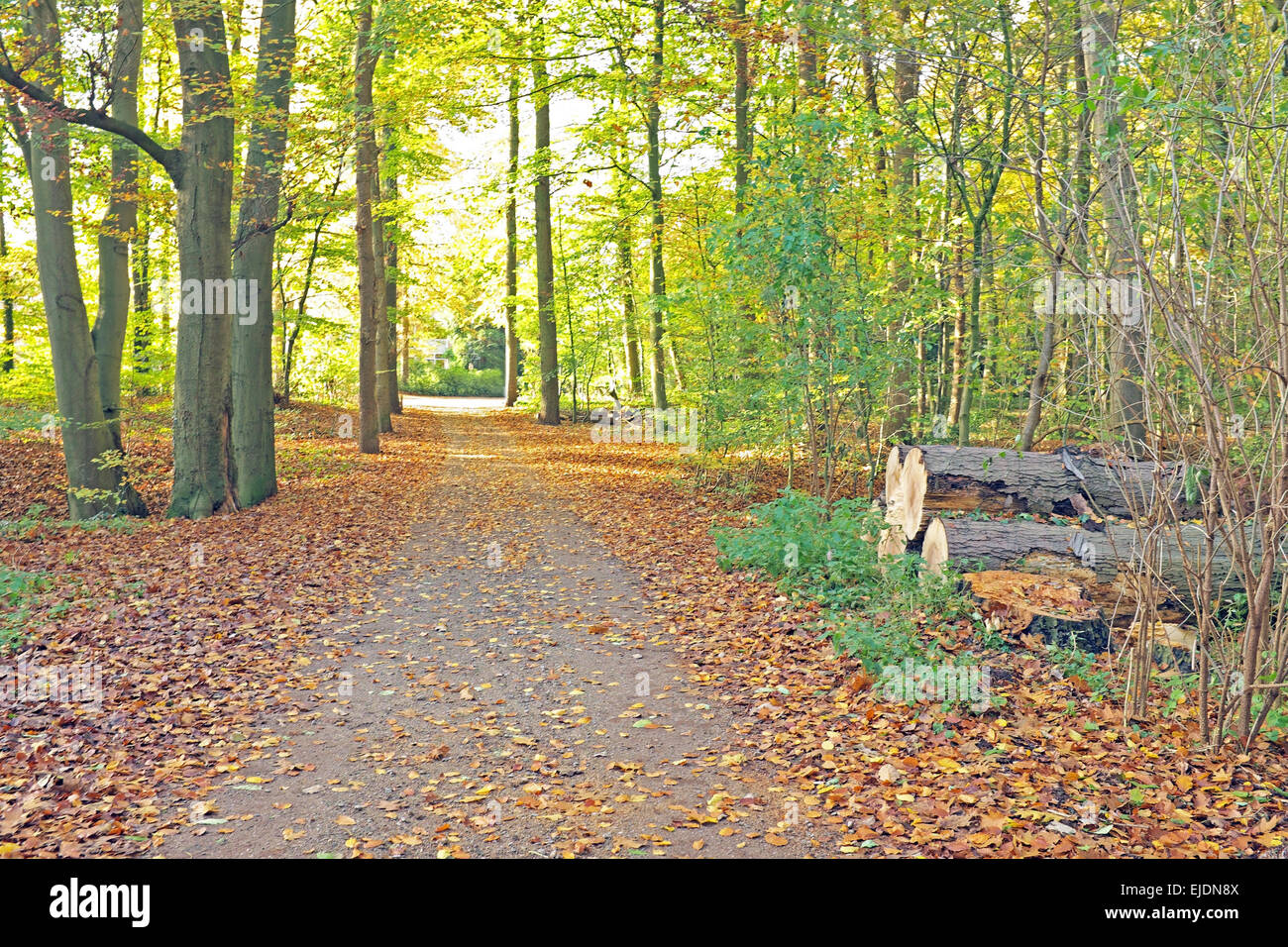 Fall in the Netherlands Stock Photo - Alamy