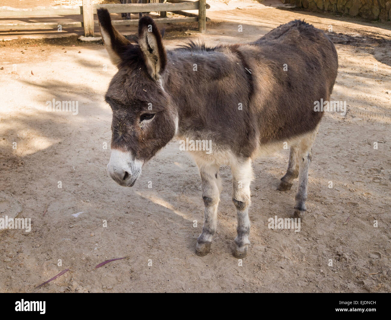 Donkey with big ears hi-res stock photography and images - Alamy
