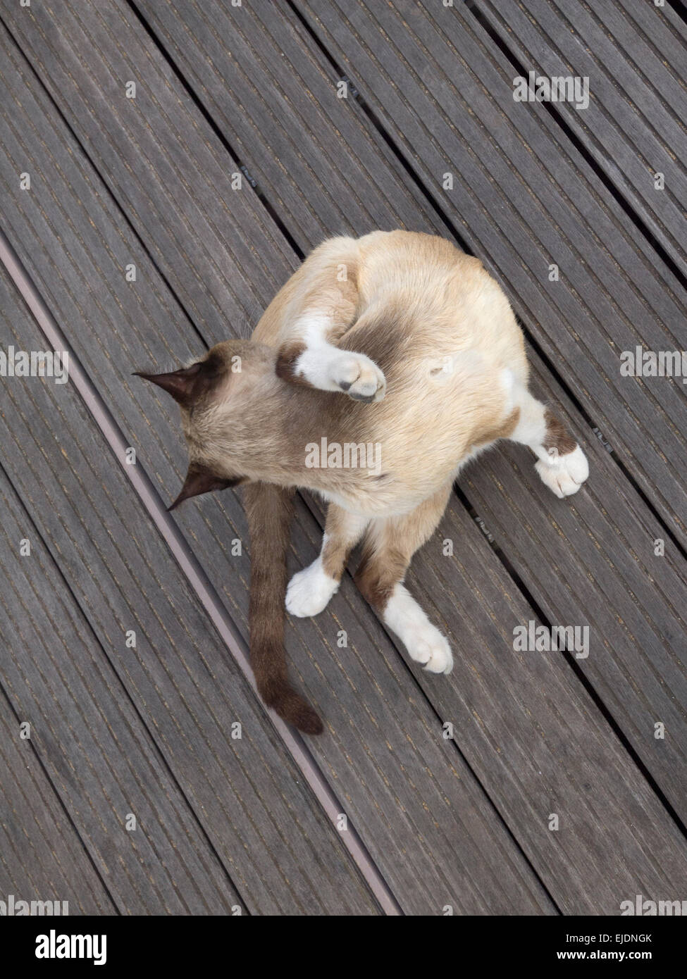 Cat grooming itself Stock Photo - Alamy