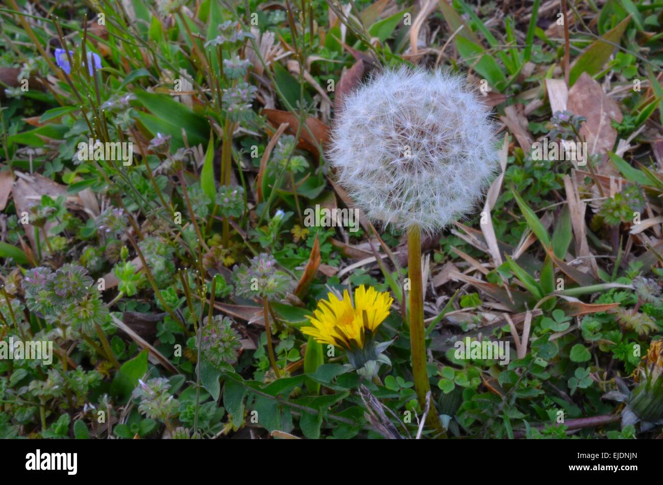 Dandelion flower seed ball, un-picked in meadow Stock Photo - Alamy