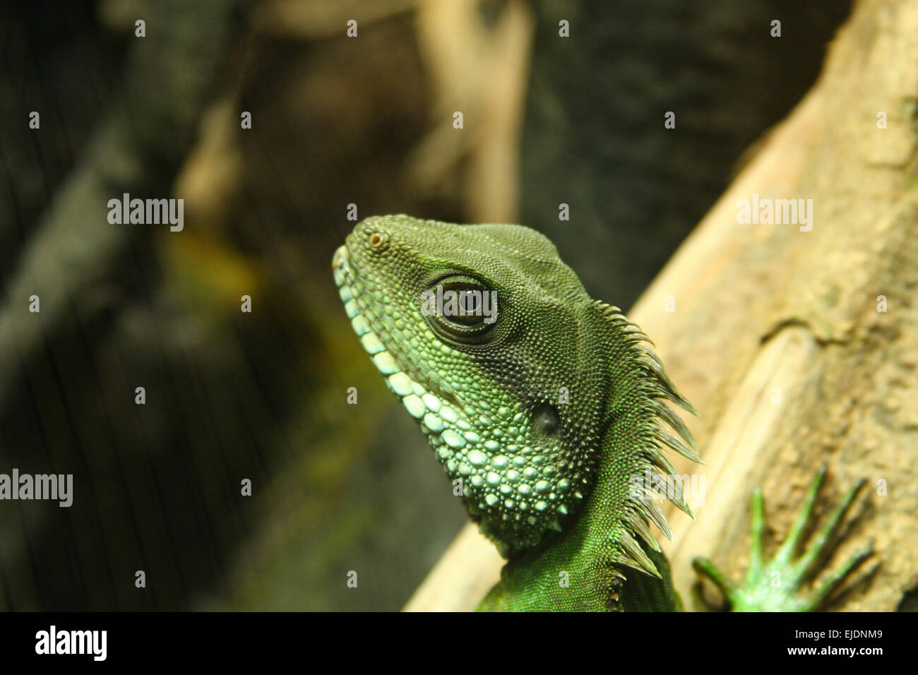 Green iguana at Museum of Natural History in Vienna Stock Photo - Alamy