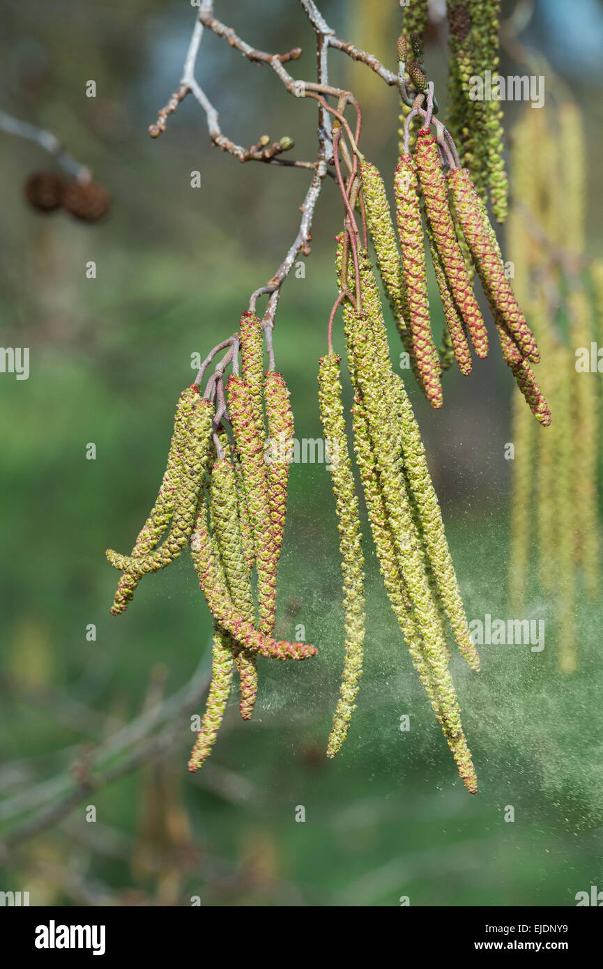 Catkin pollen hi-res stock photography and images - Alamy