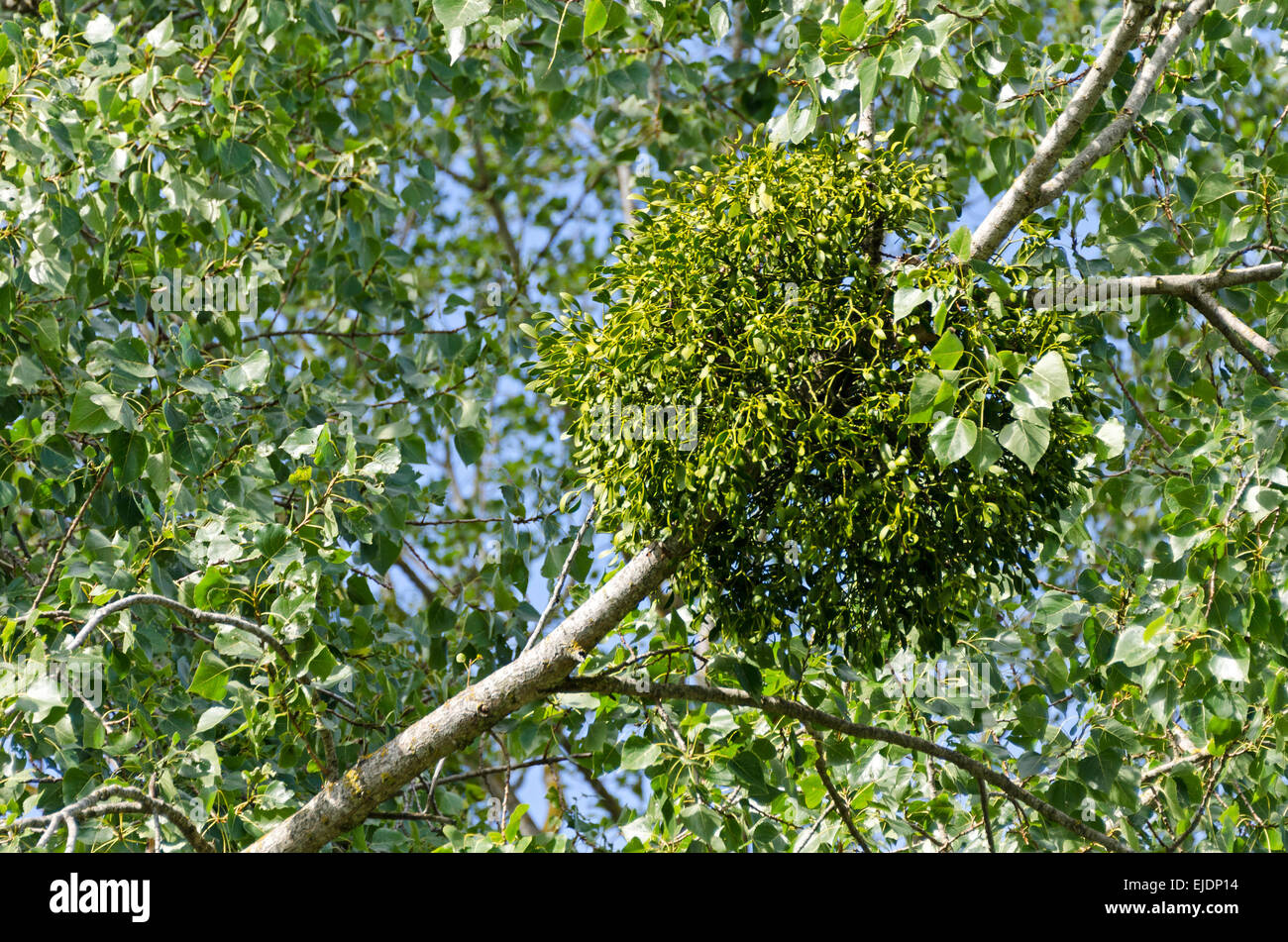 Mistletoe (Viscum album) growing on a Lime tree (Tilia sp.) in Burgundy ...