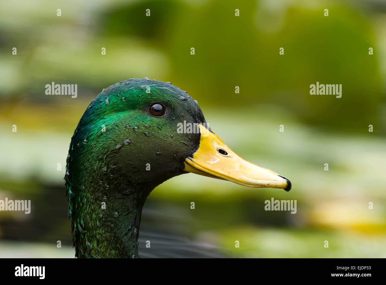 A Mallard duck head shot with nicely blurred background Stock Photo - Alamy