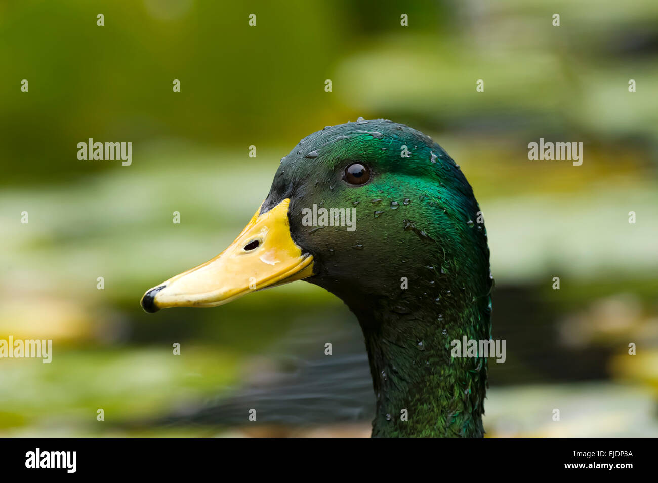 Mallard duck head hi-res stock photography and images - Alamy