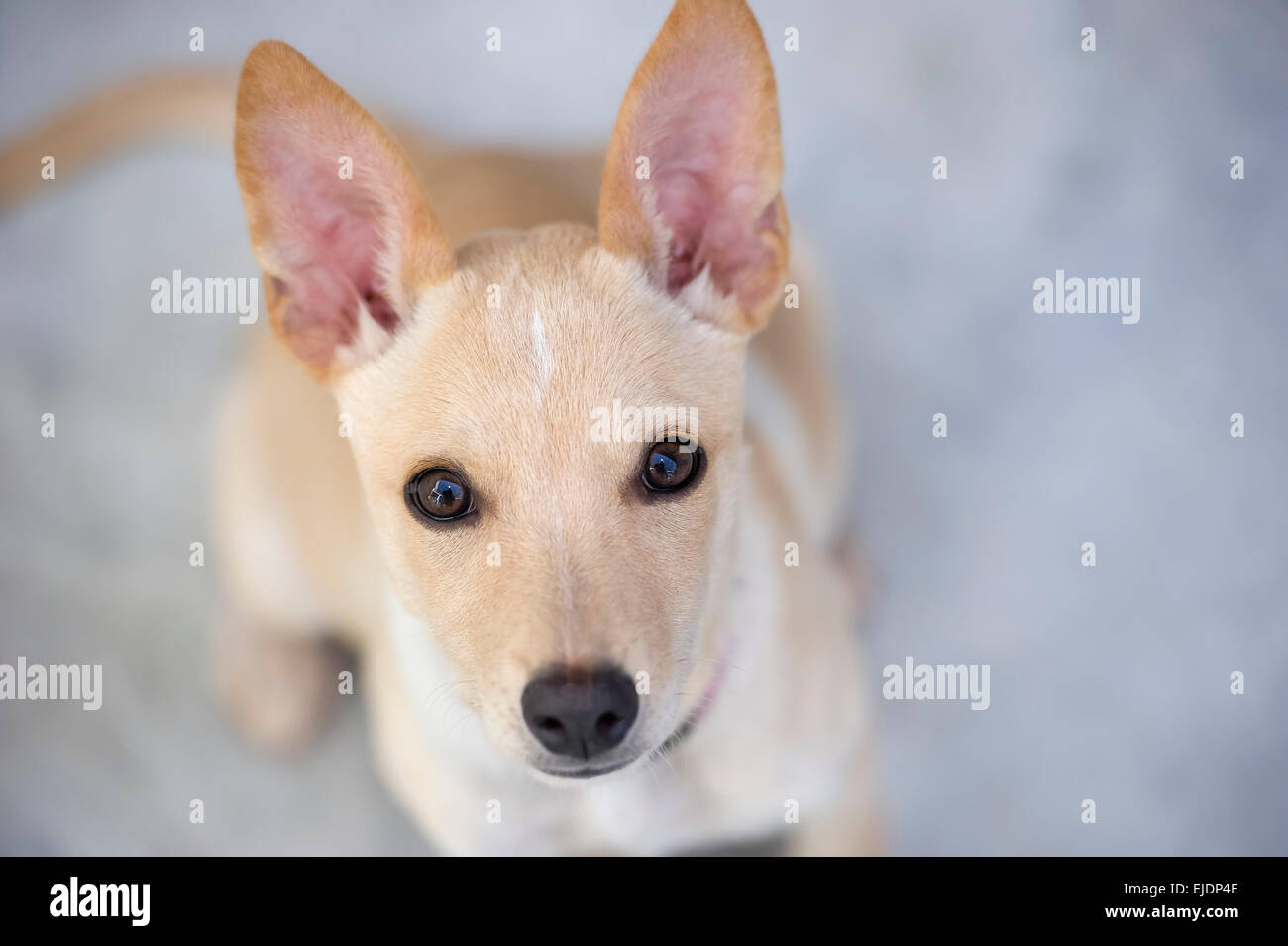A cute curious puppy is looking up Stock Photo - Alamy