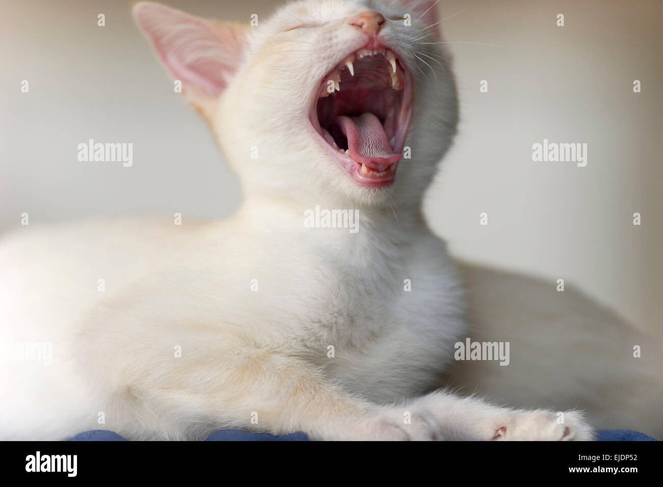 A cute white kitten appears to be roaring ferociously Stock Photo - Alamy