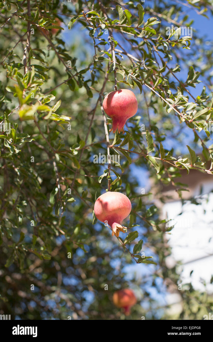 Pomegranate hanging on tree hi-res stock photography and images - Alamy