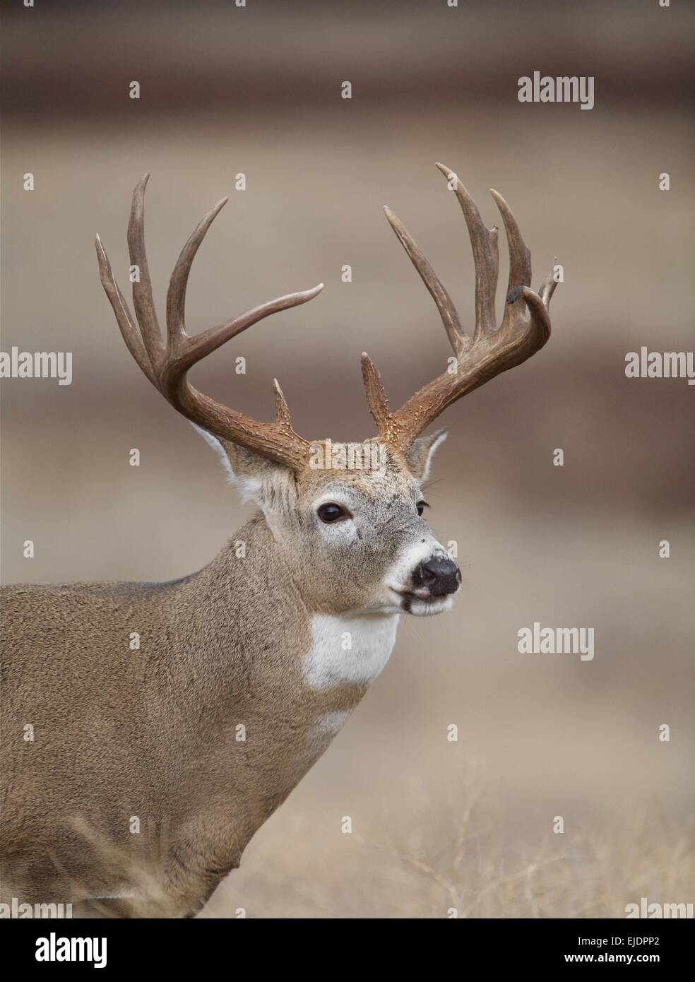 White tail buck hi-res stock photography and images - Alamy