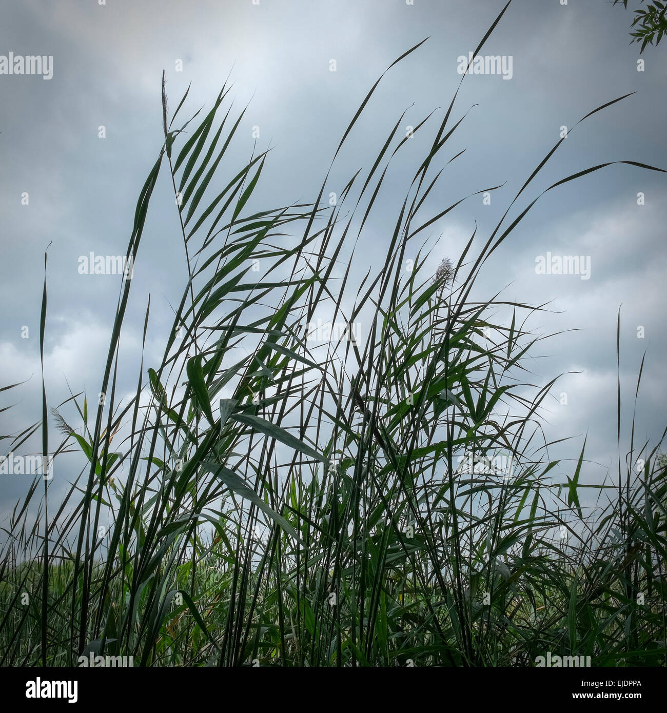 Reed trunk hi-res stock photography and images - Alamy