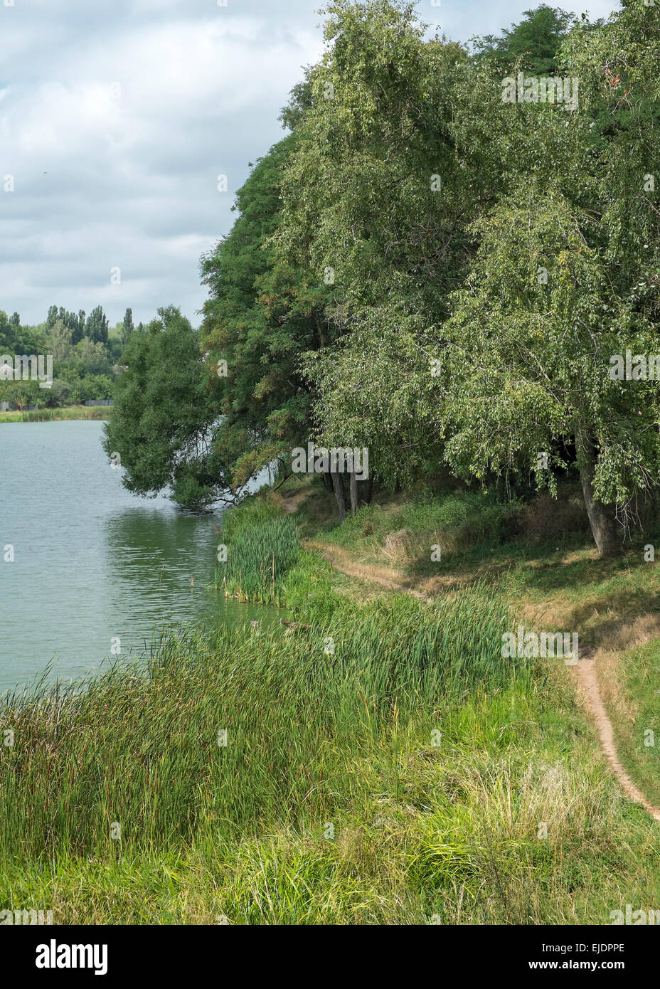 Green forest on lake waterfront in summer Stock Photo - Alamy