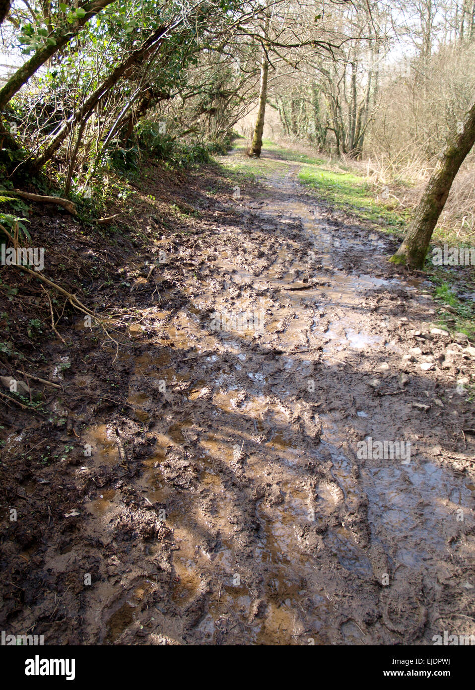 Muddy woodland footpath, Bishop's Tawton, Devon, UK Stock Photo - Alamy