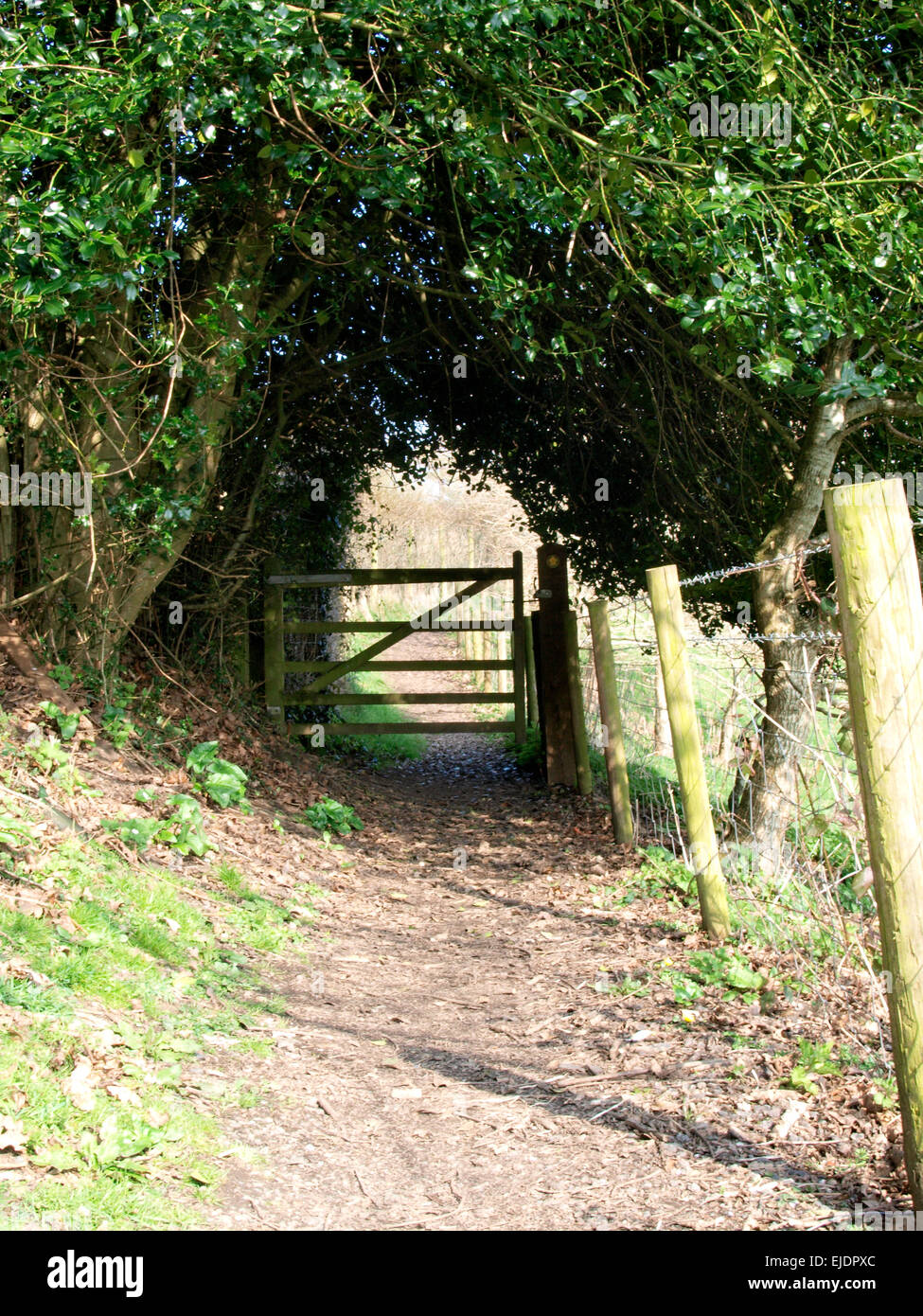 Gate along the Tarka Trail with an arch of holly tree branches over ...