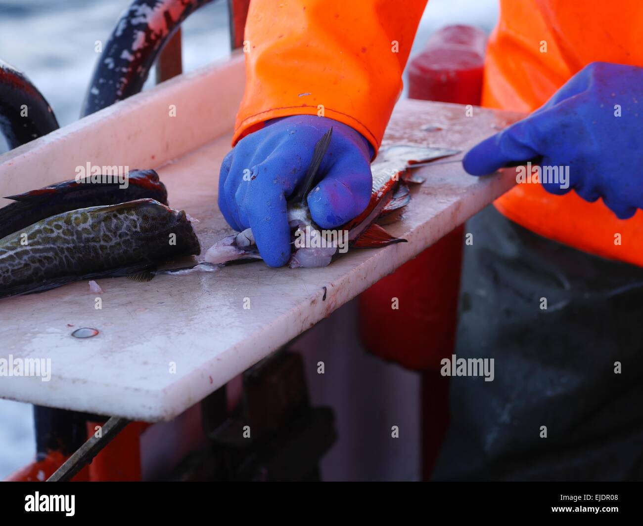 worker's hands cutting fish on sea background Stock Photo - Alamy