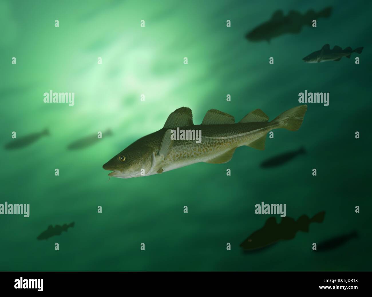 big cod fish and shoal under water Stock Photo - Alamy