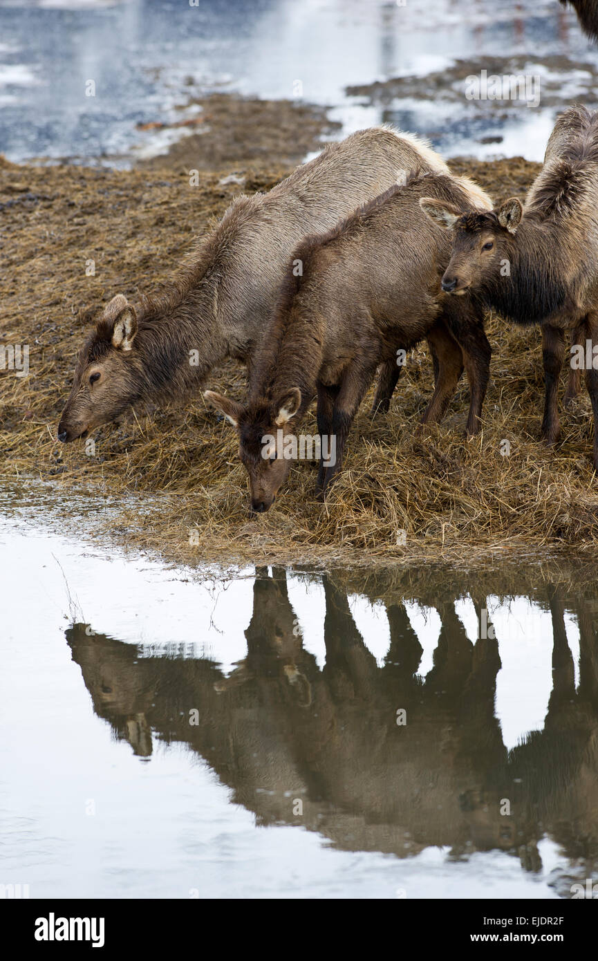 Elk, Girdwood, Alaska Stock Photo - Alamy