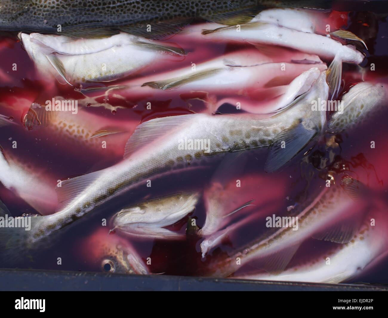 cod fishes in box Stock Photo - Alamy