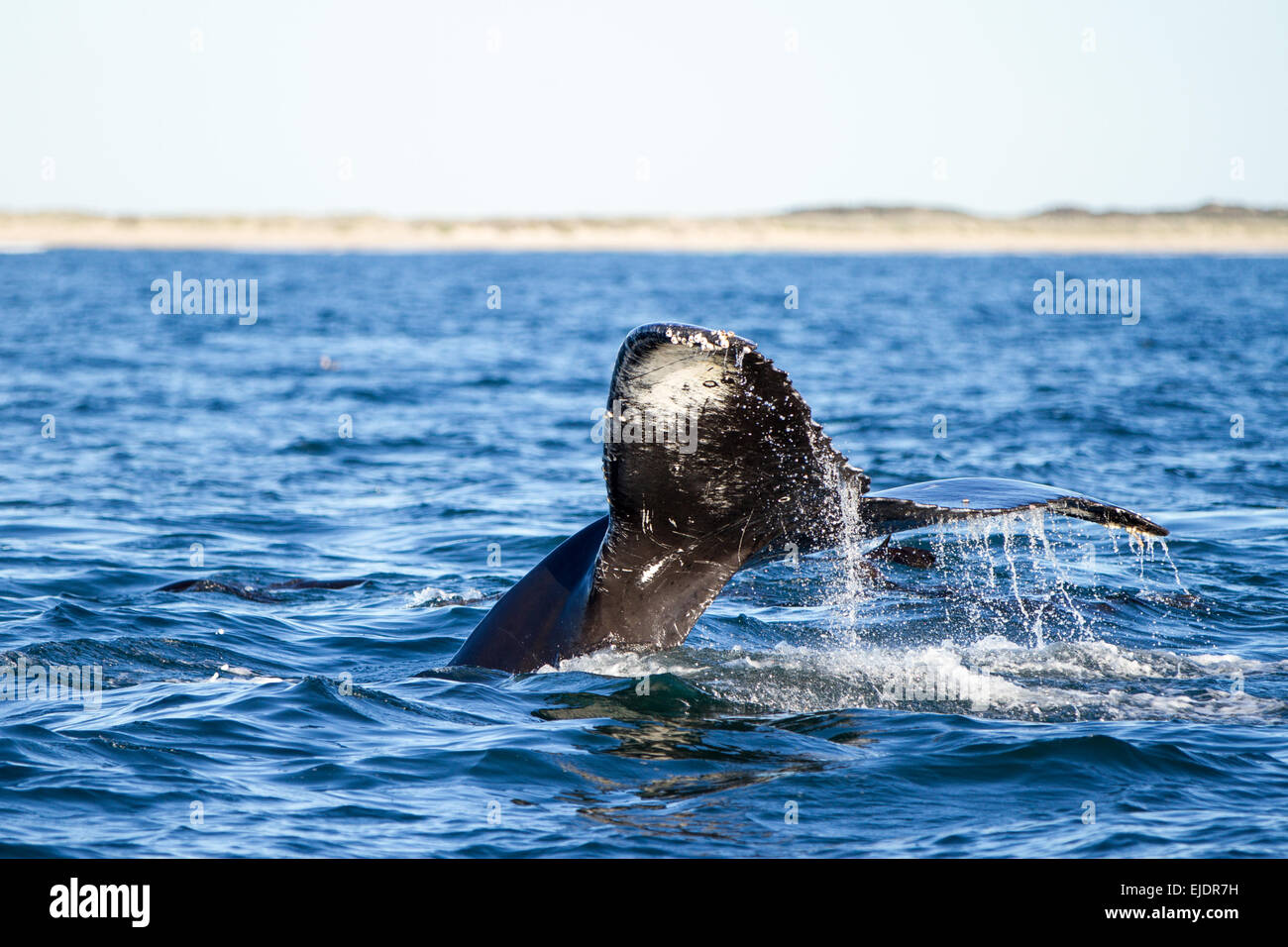 Humpback whale breach hi-res stock photography and images - Alamy