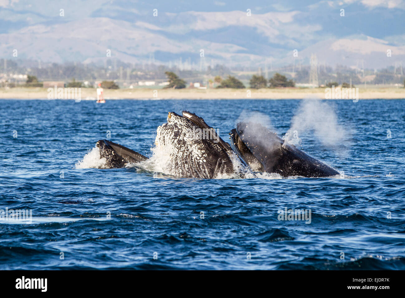 Intelligent whale hi-res stock photography and images - Alamy