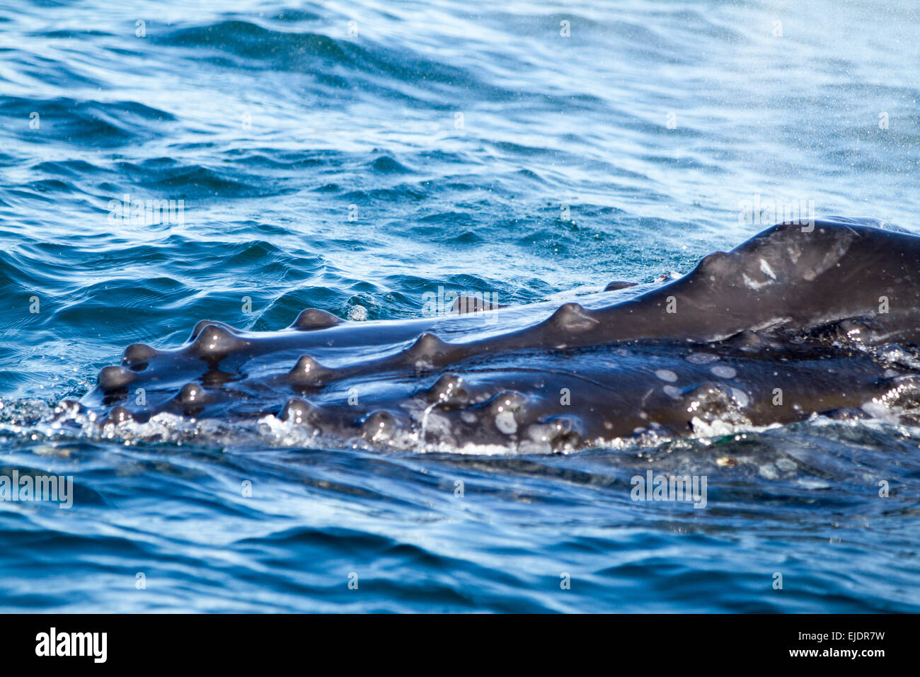 Intelligent whale hi-res stock photography and images - Alamy