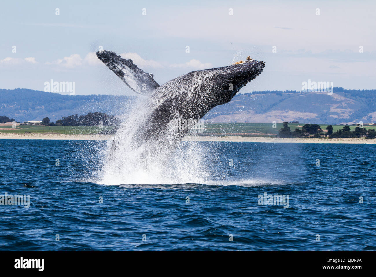 Humpback whale nose hi-res stock photography and images - Alamy