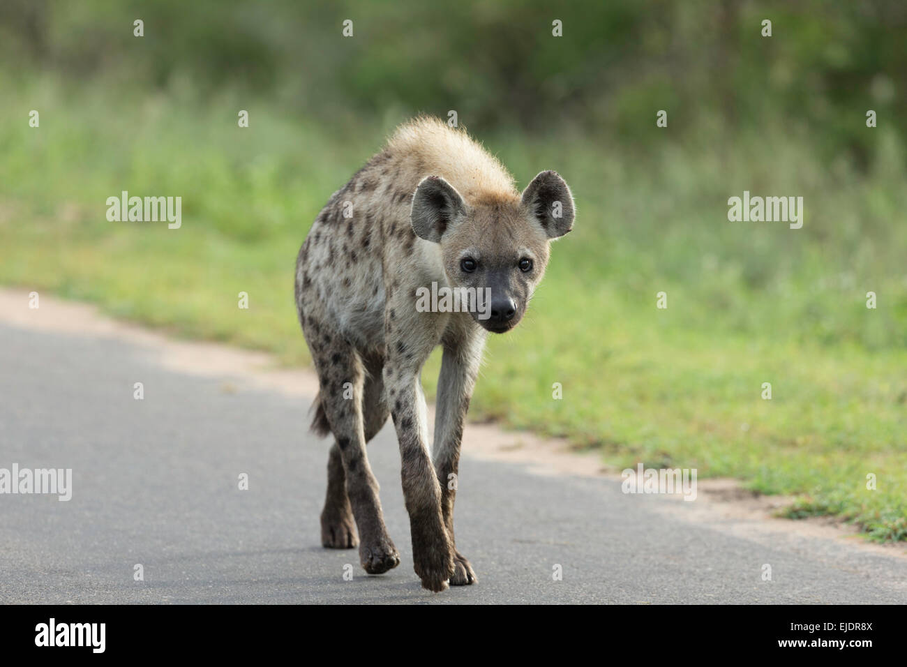 Spotted hyena running hi-res stock photography and images - Alamy