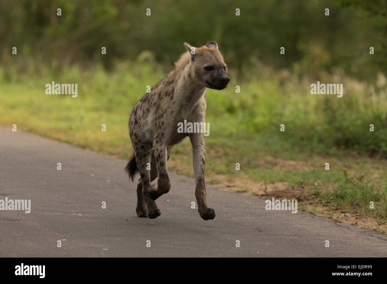 Spotted hyena running hi-res stock photography and images - Alamy