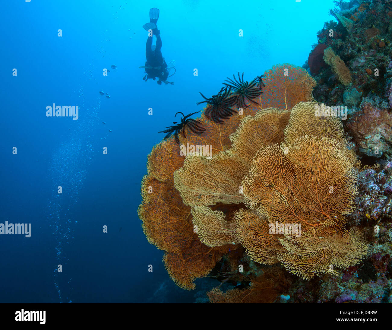 Scuba diver makes descends toward large sea fans. Spratly Islands ...