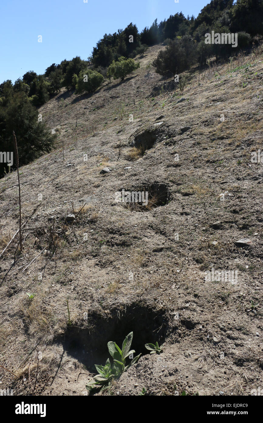 rabbits destroying farm land and pasture near mountains south island ...