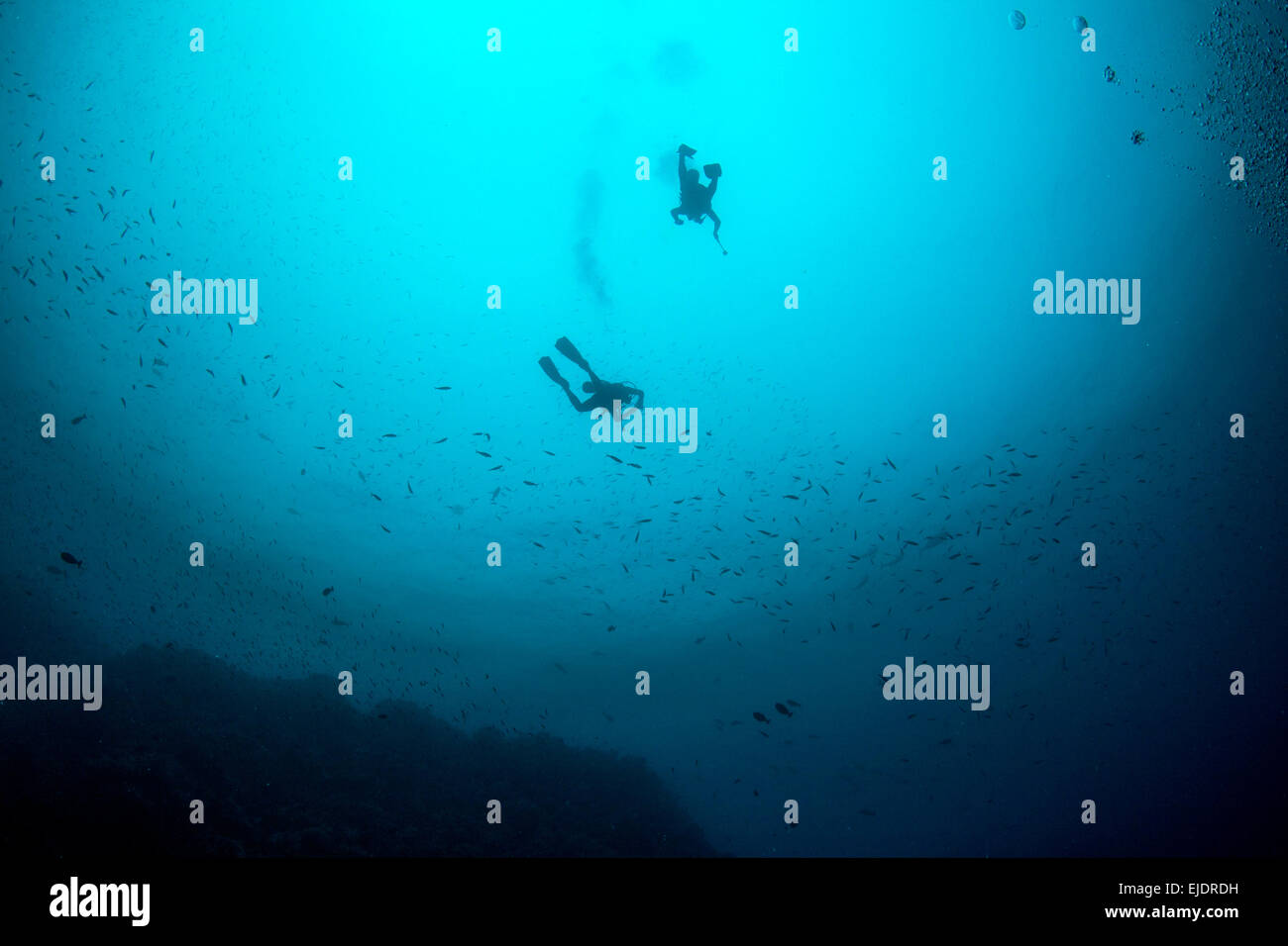 Scuba divers exploring the deep blue sea for pelagic.wildlife. Spratly ...