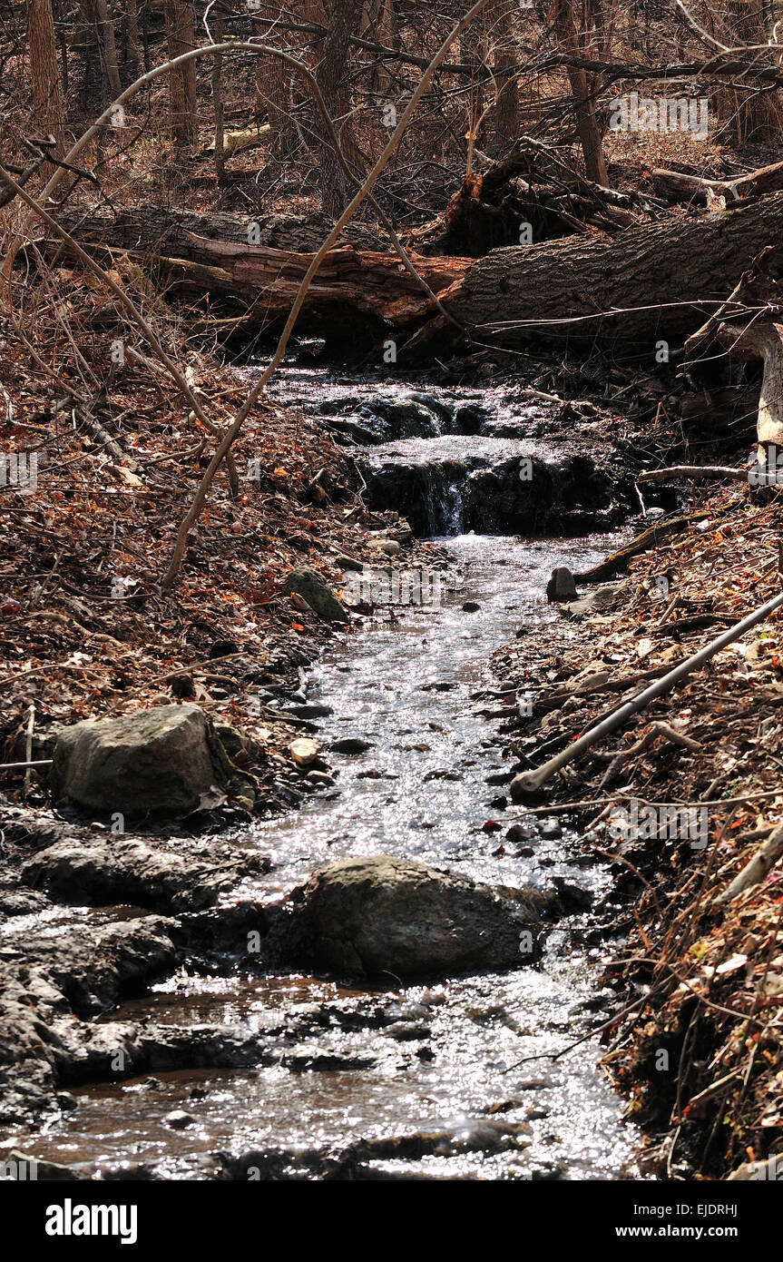 Forest stream running through woodlands Stock Photo - Alamy