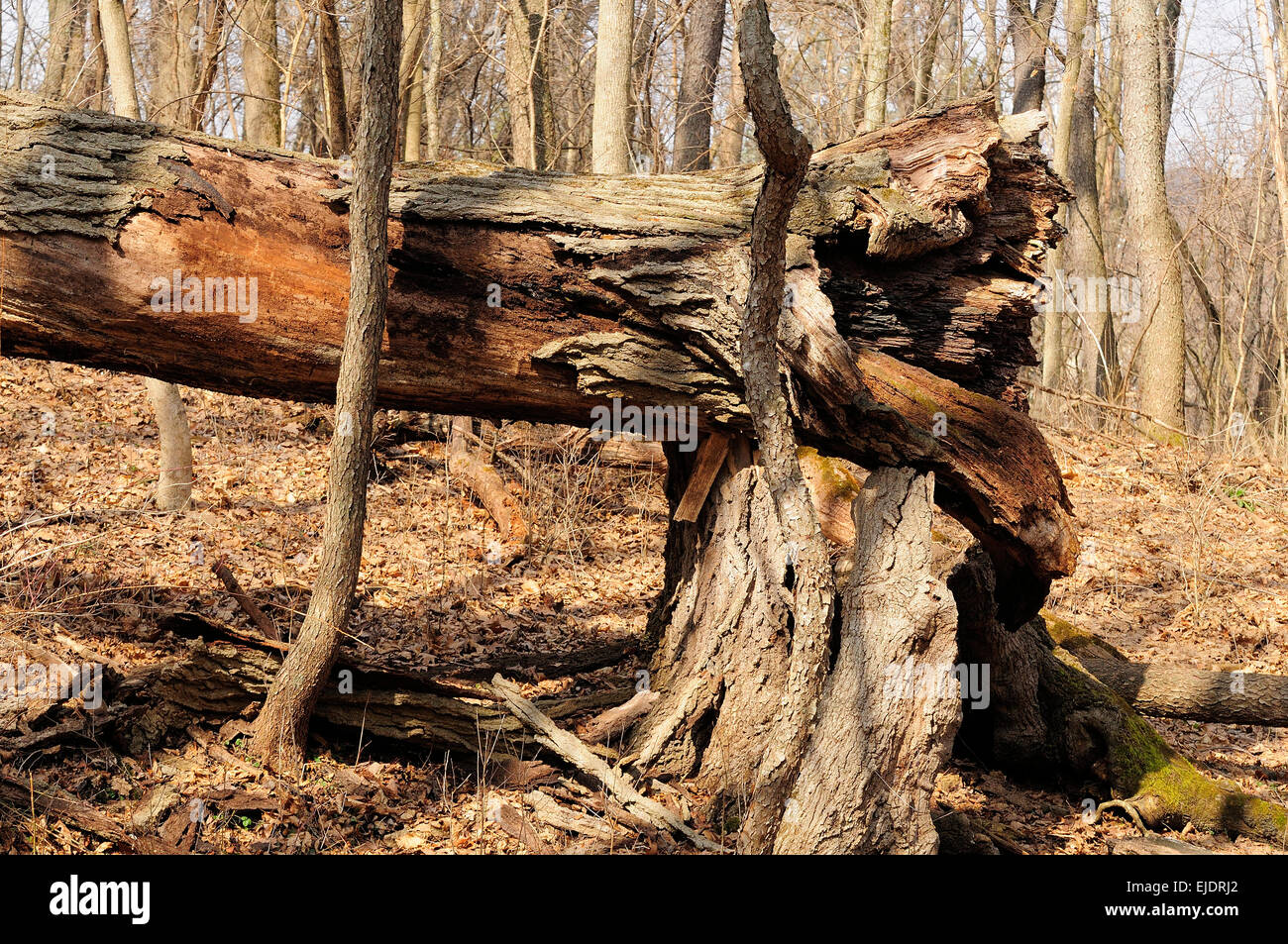Huge Fallen tree in forest Stock Photo - Alamy