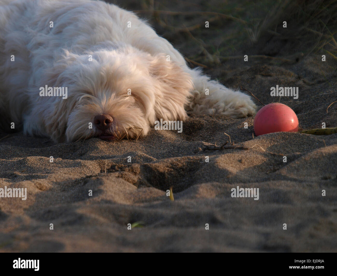 England white ball head hi-res stock photography and images - Alamy