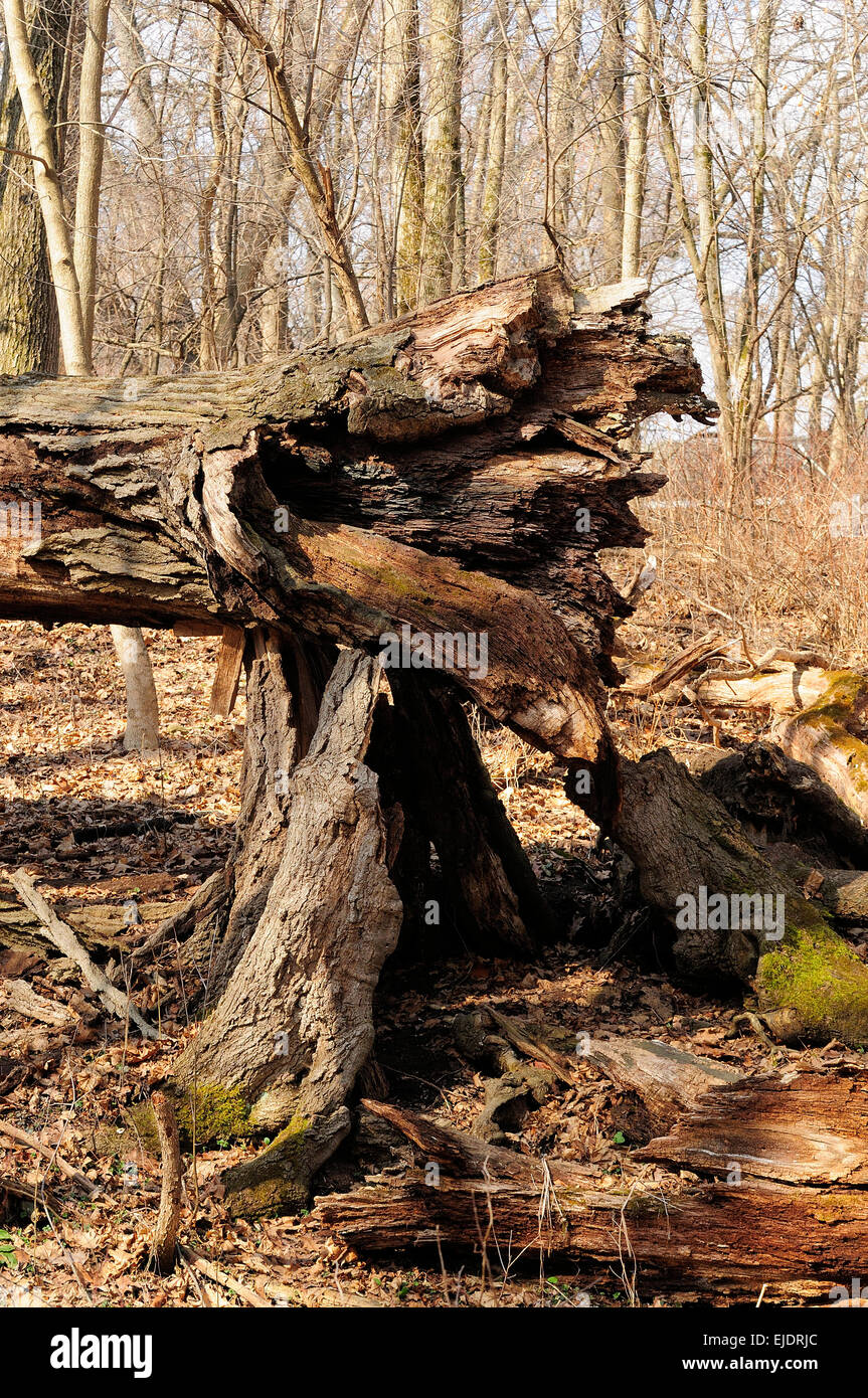 Huge fallen tree hi-res stock photography and images - Alamy