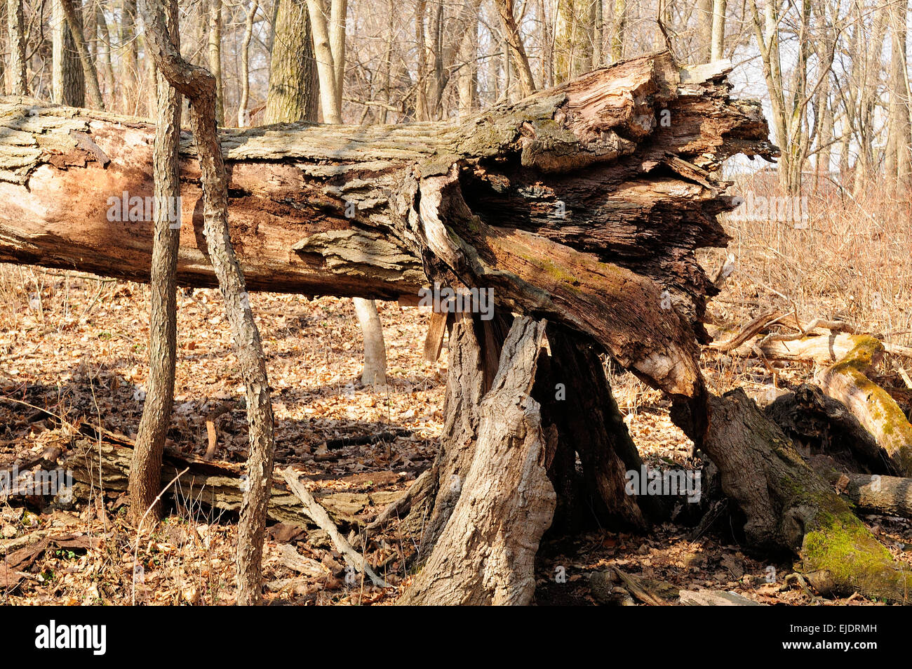 Huge Fallen tree in forest Stock Photo - Alamy