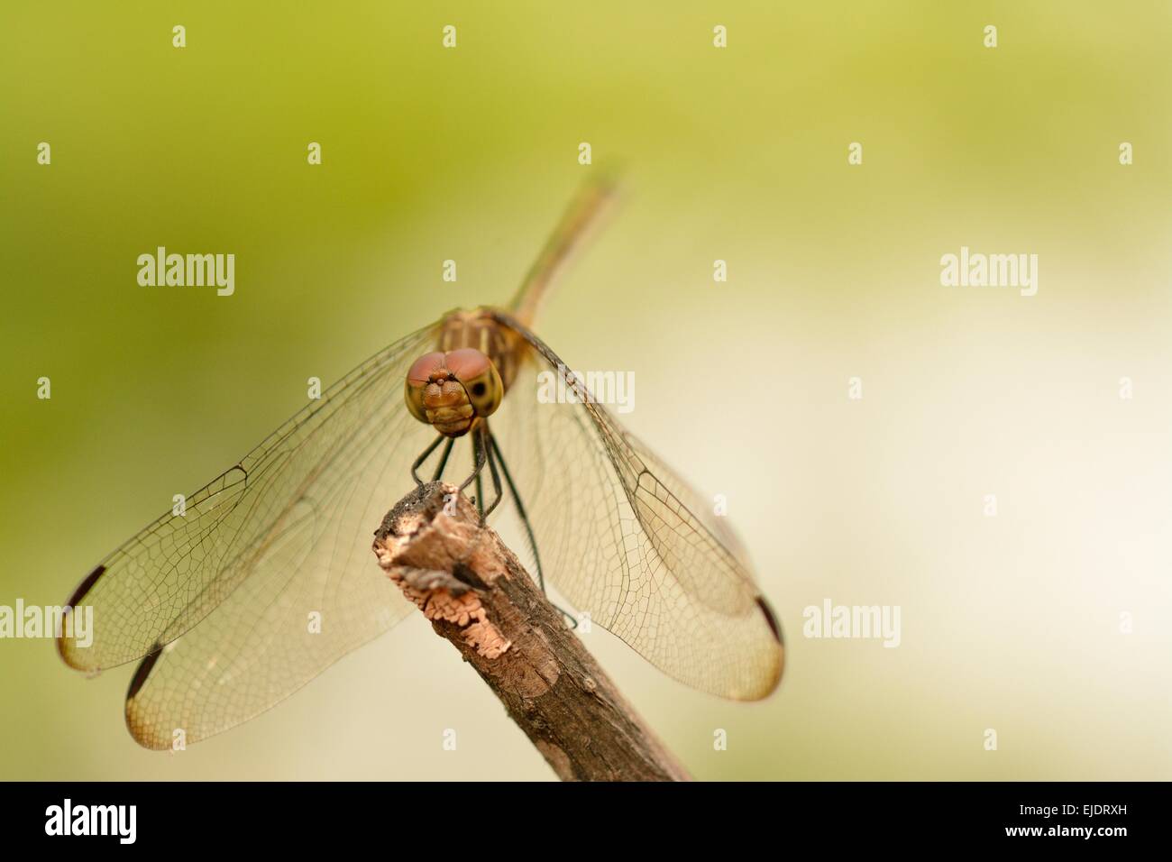Dragonfly resting on a branch Stock Photo - Alamy