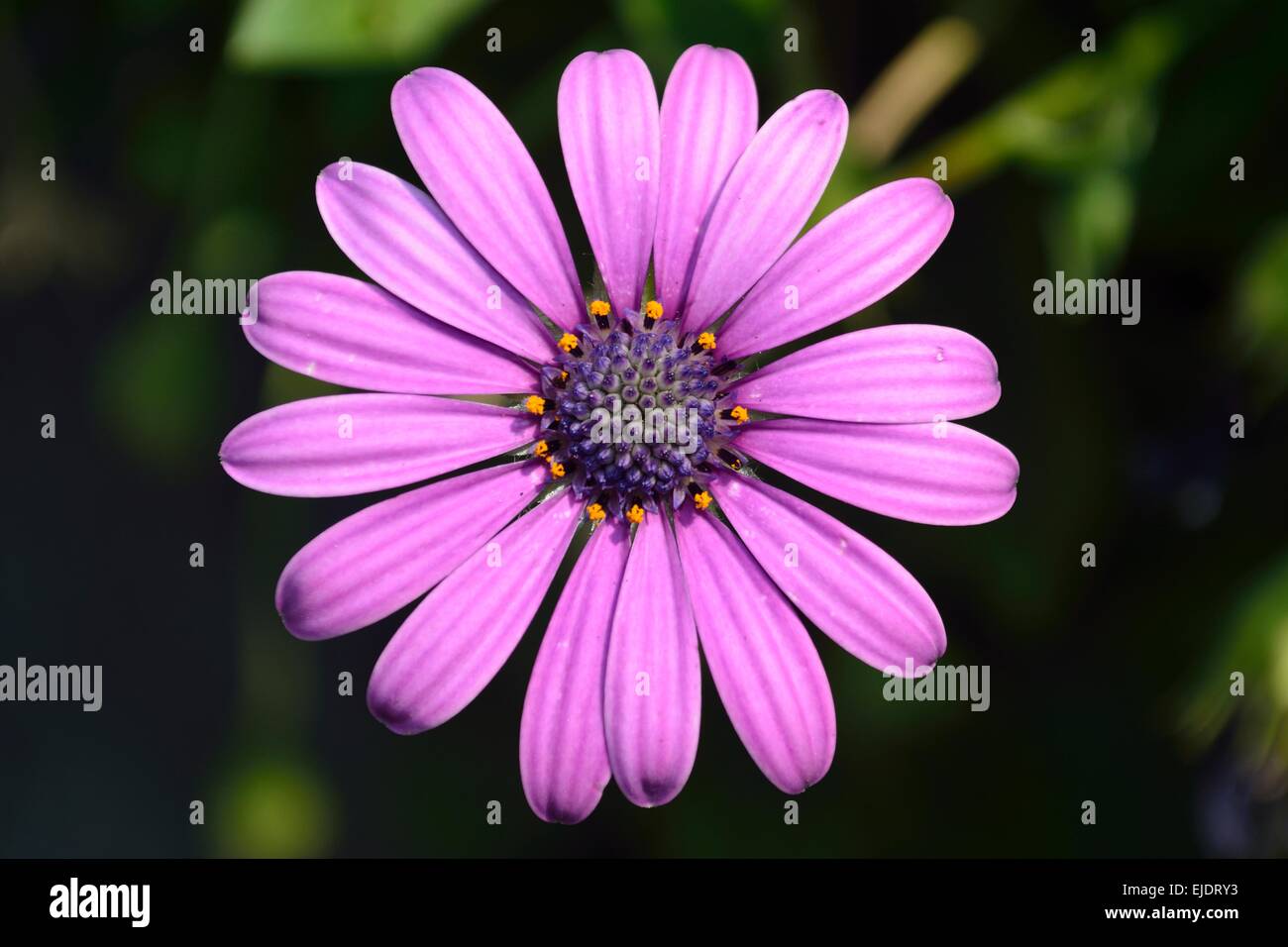 Daisy stamens hi-res stock photography and images - Alamy