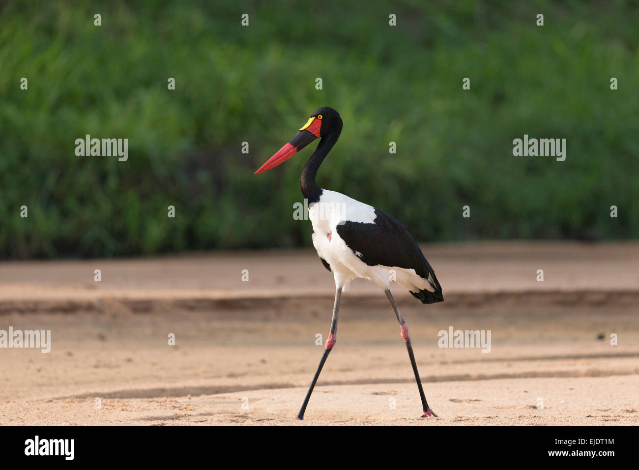 Yellow beak storks hi-res stock photography and images - Alamy