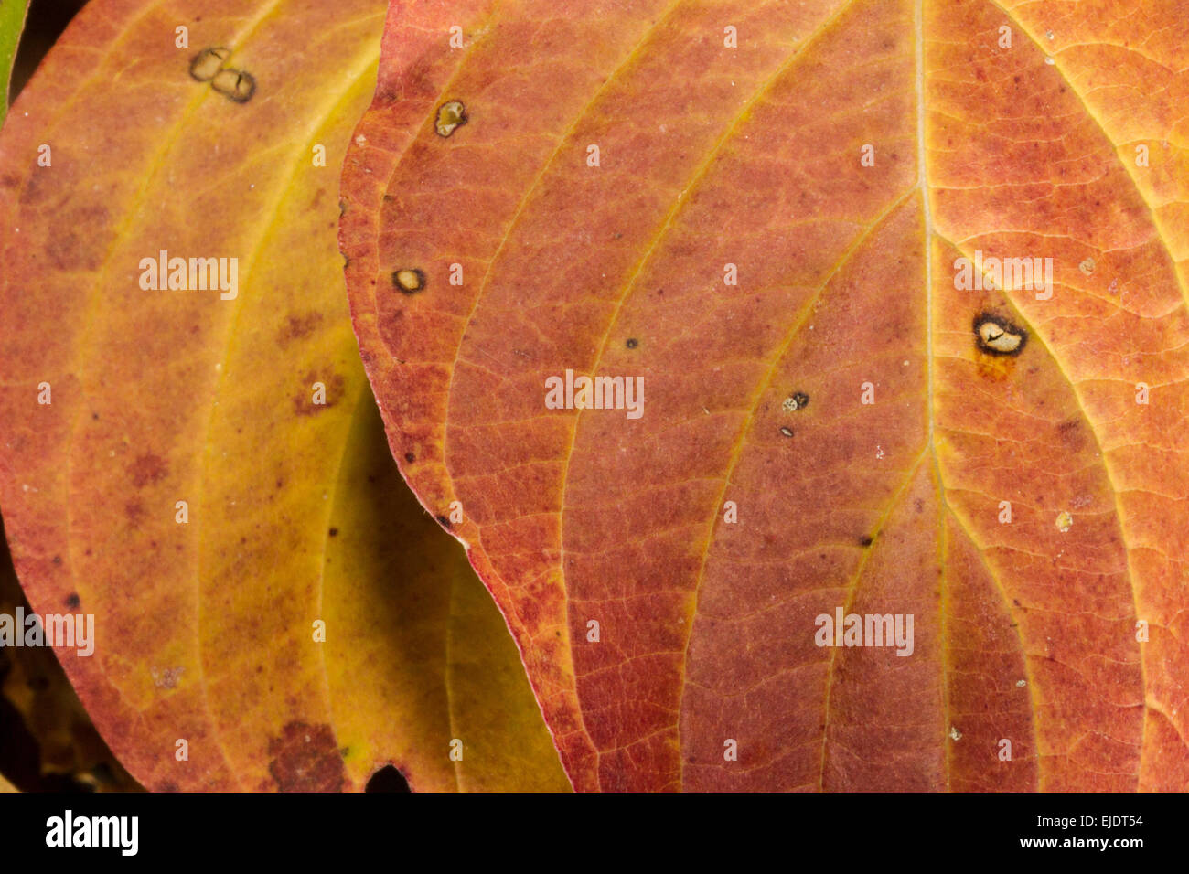 A close up of a leaf showing the fall colors in the Rattlesnake Valley ...