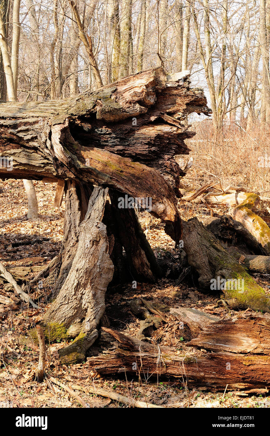 Fallen Down Tree Stock Photos & Fallen Down Tree Stock Images - Alamy