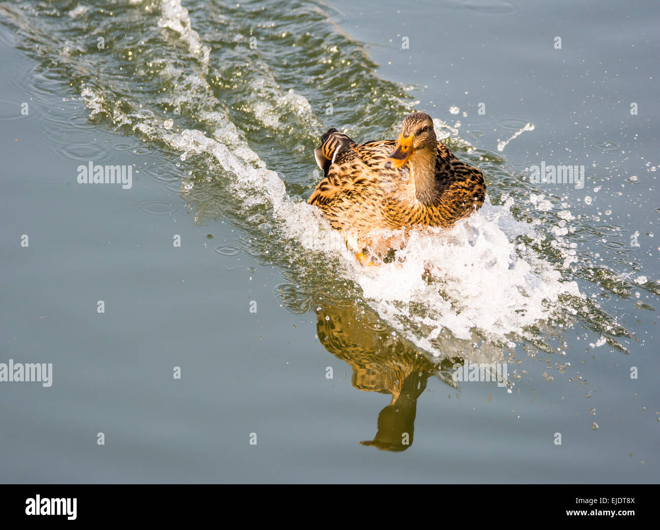 Duck landing with full speed in the water Stock Photo - Alamy