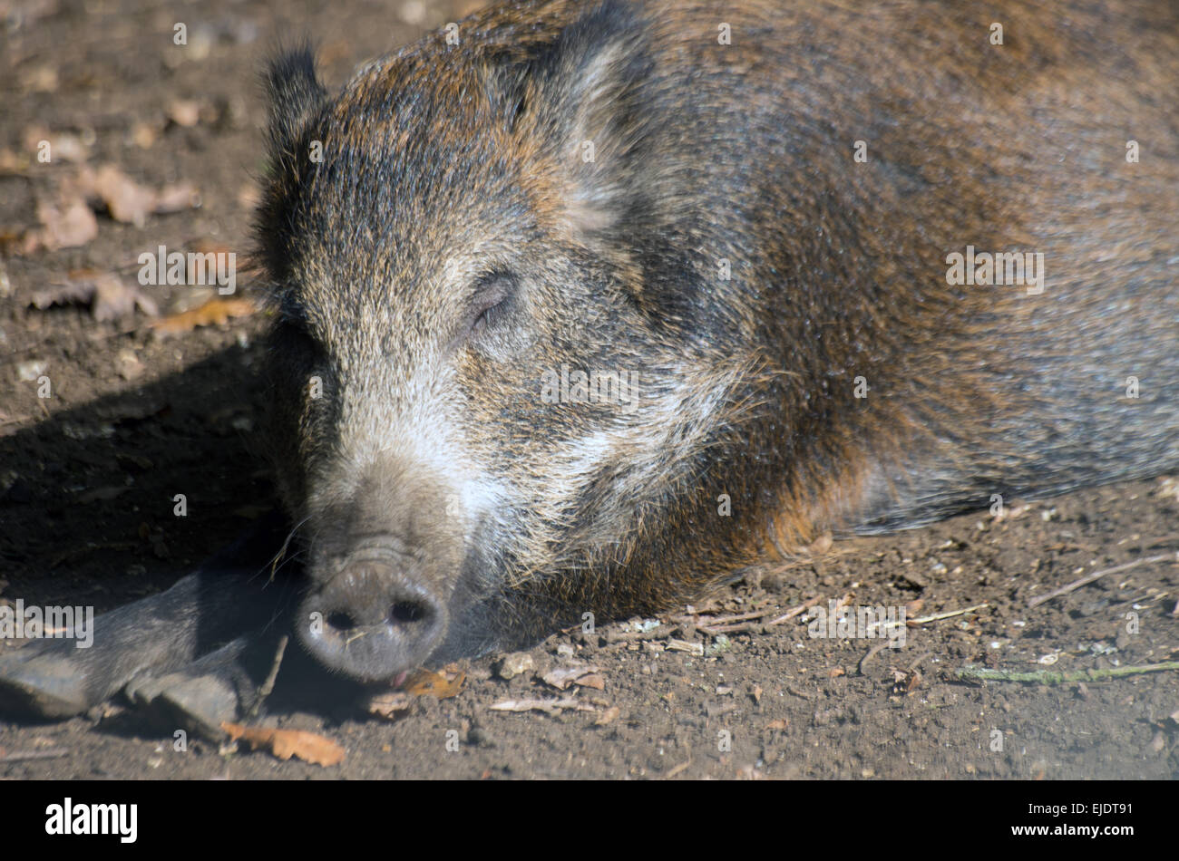 WILD BOAR, Sus Scrofa, Europe Stock Photo - Alamy