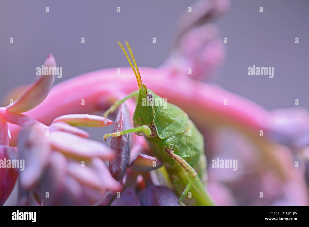 Close up on a grasshopper face Stock Photo - Alamy