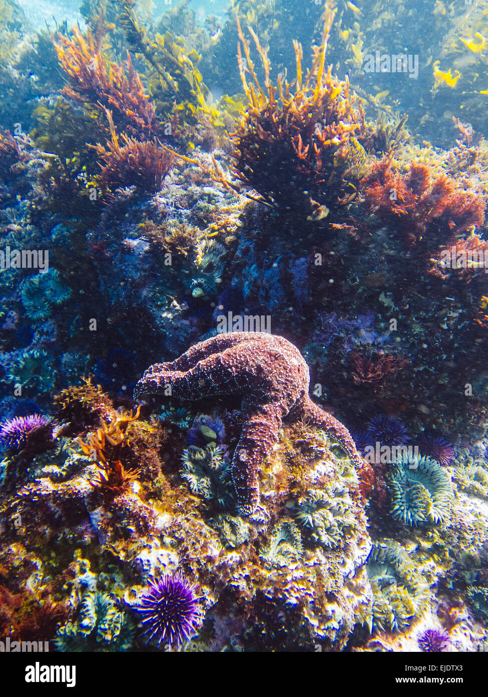 A starfish hugs a rock in the Channel Islands National Park, California ...