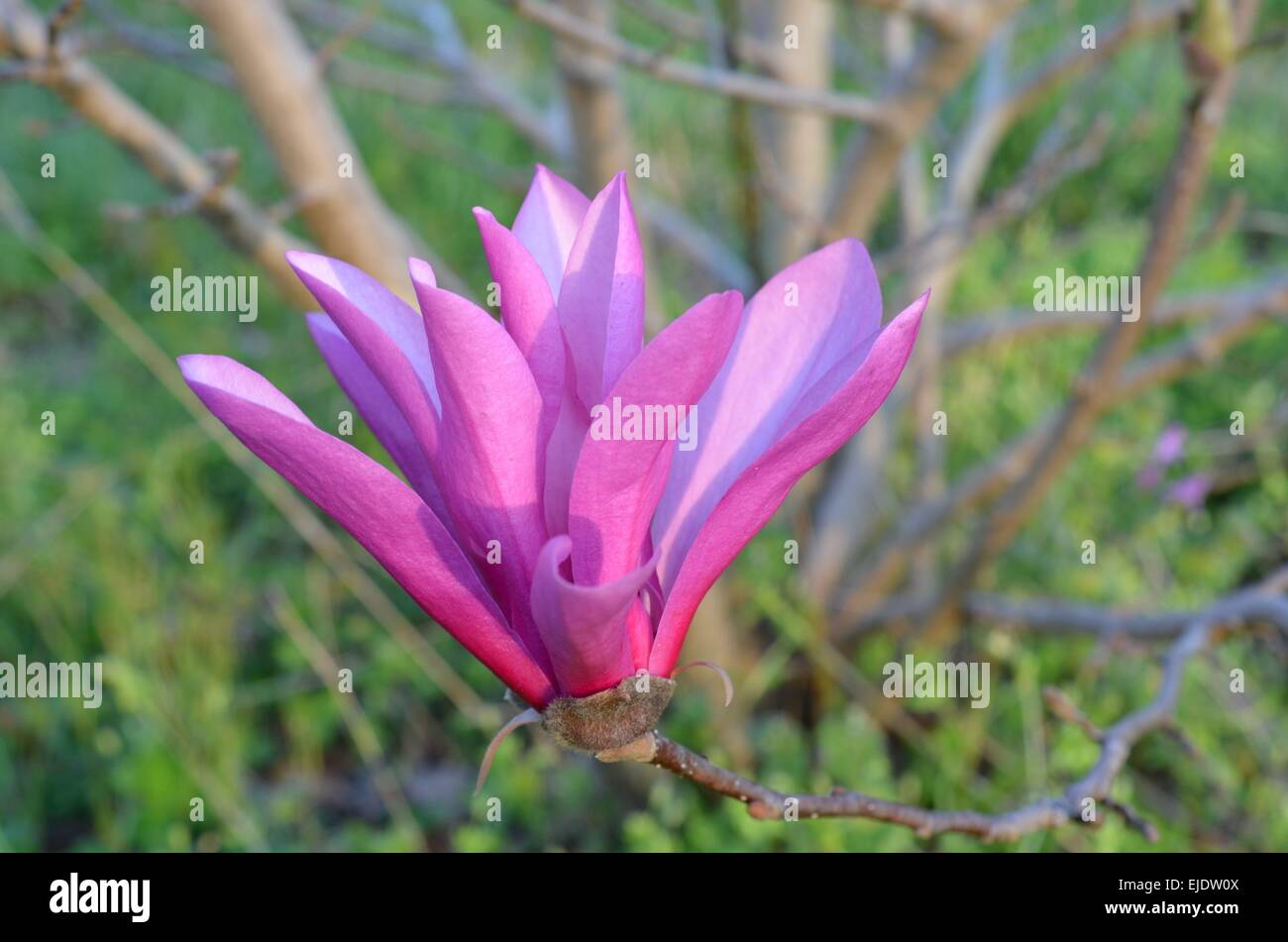 Beautiful pink bloom of a flowering magnolia pink tulip tree. Colorful ...